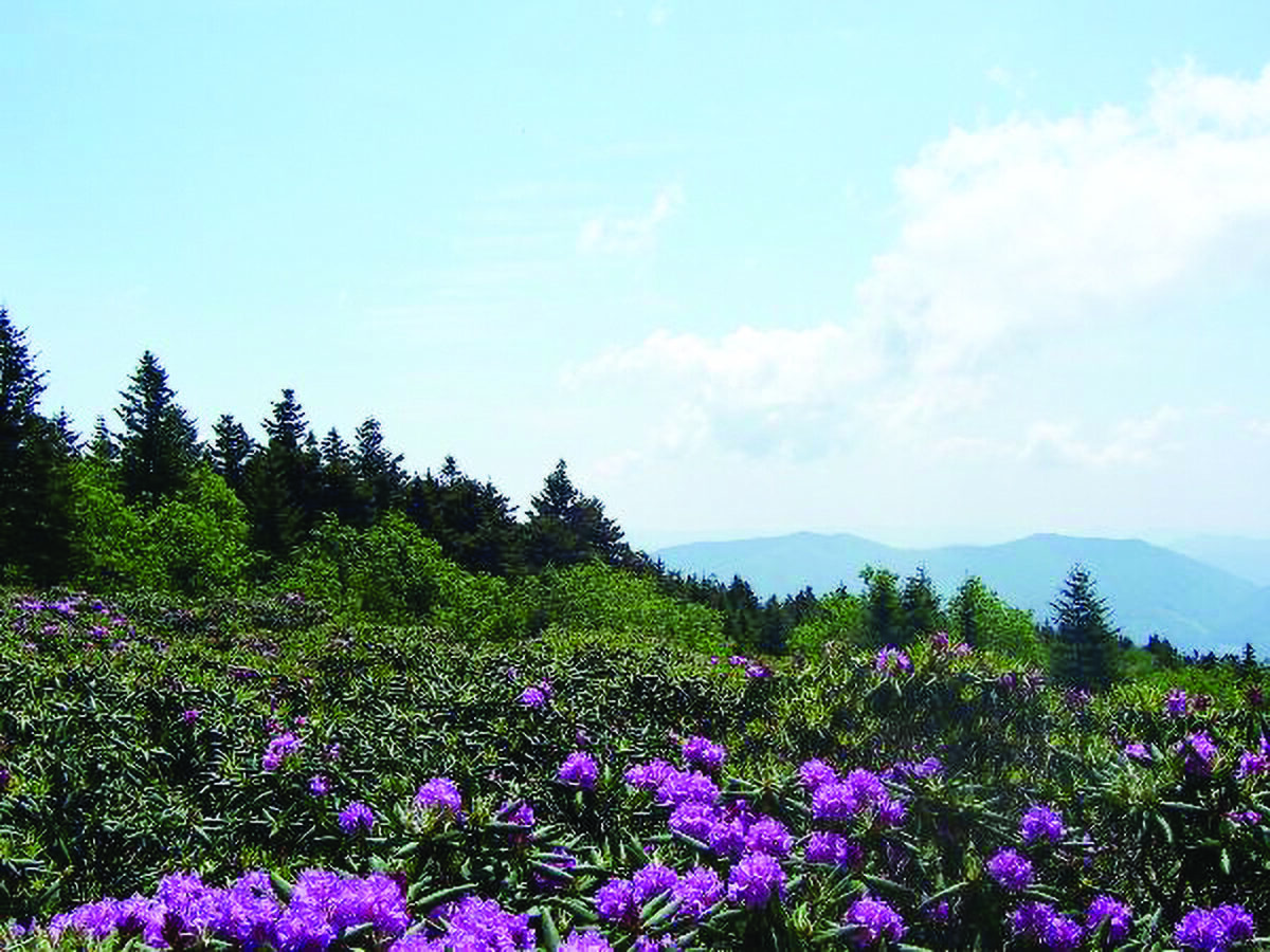 Top of the Roan – The Southern Dozen